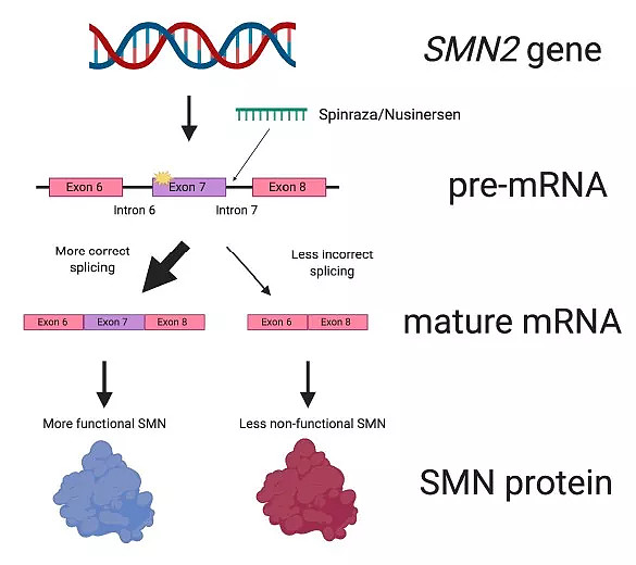 杰克说药丨靶向RNA的小分子药物——罗氏Risdiplam（Evrysdi）治疗脊髓性肌萎缩 撰文丨李杰酶、受体和离子通道都是蛋白质药物靶点 ...