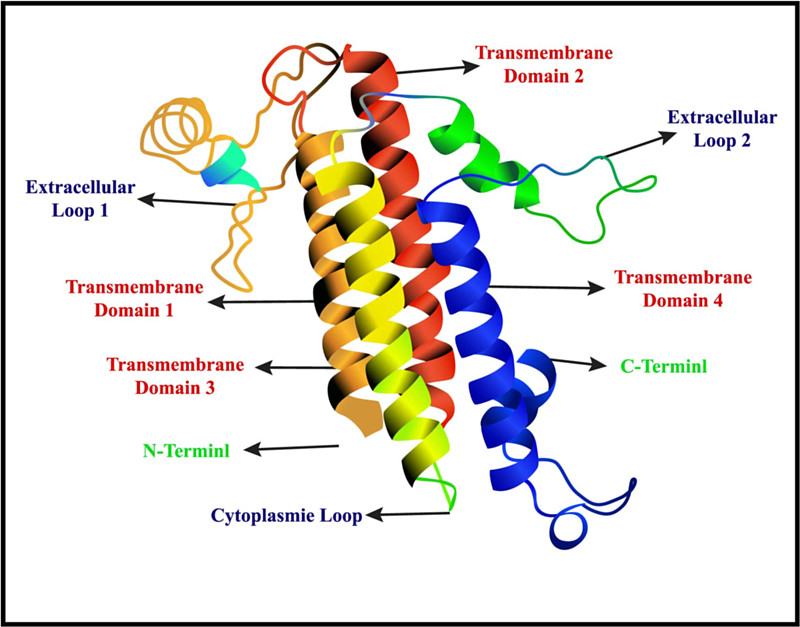 Claudin 18.2 在介绍Claudin 18.2（CLDN 18.2）靶点前，首先得介绍Claudins，Claudins是一类存在于上皮... - 雪球