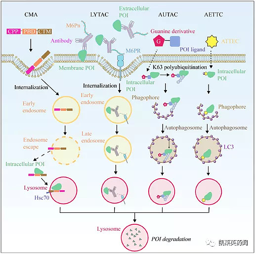 PROTAC之后：期待溶酶体降解技术的突破 文章来源：“ 凯莱英 药闻”微信公众号靶向蛋白降解 (Targeted ...