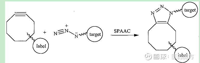 Synaffix公司ADC专利技术解析 Synaffix BV是荷兰一家生物技术公司，专注于开发抗体偶联药物(ADC)技术以成为同类最佳 ...