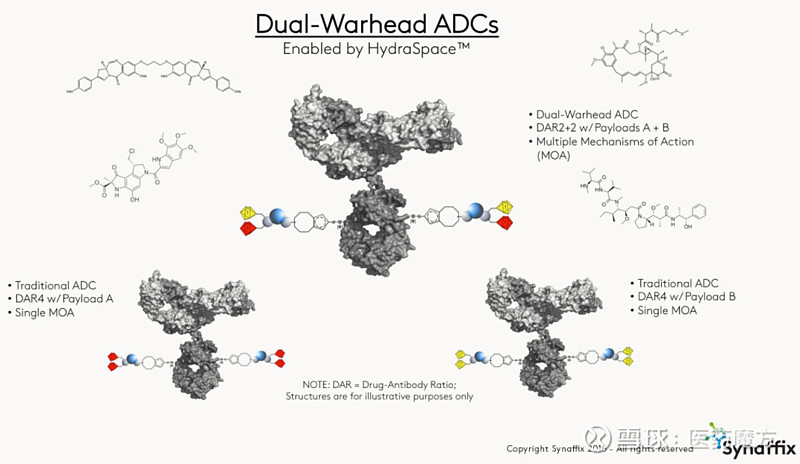 Synaffix公司ADC专利技术解析 Synaffix BV是荷兰一家生物技术公司，专注于开发抗体偶联药物(ADC)技术以成为同类最佳 ...