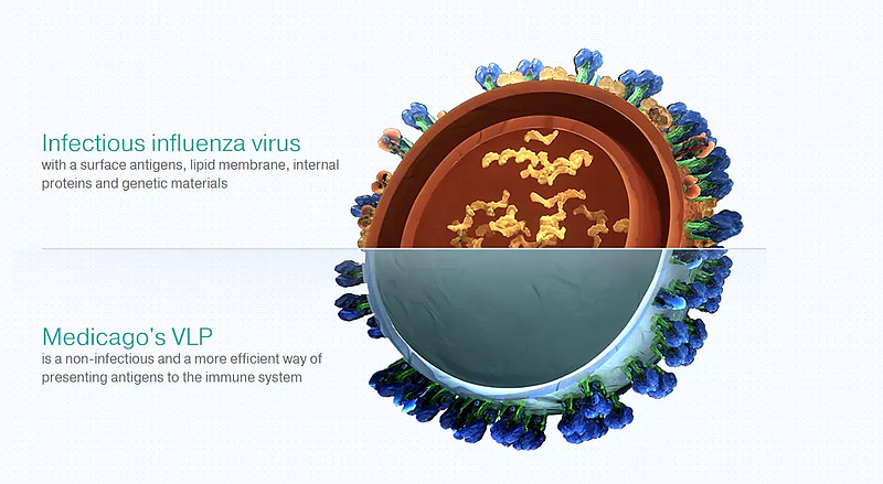 植物源COVID-19疫苗II期结果积极，已获FDA快速通道资格 5月18日，Medicago和 葛兰素史克 （GSK）联合宣布 ...