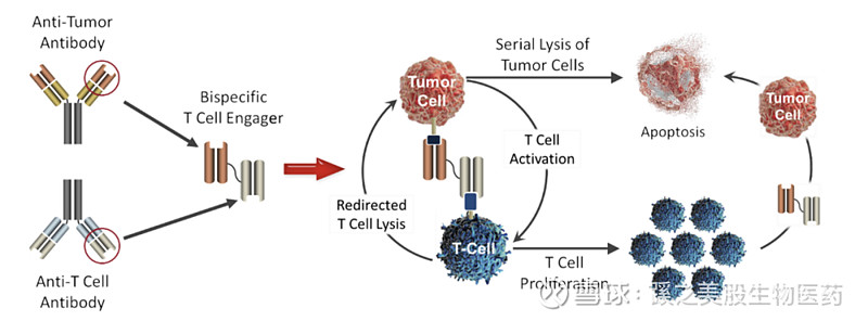 IPO早知道 | Janux Therapeutics：下一代TCE公司申请1亿美元IPO上市 作者：Wenjing 微信公众号：蹊之美股生物 ...