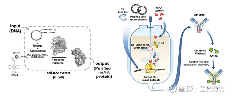 Ambrx二度冲刺IPO，非天然氨基酸抗体偶联技术有何特点？ 近日，Ambrx Biopharma向美国SEC递交了招股书，准备在美国纽交所 ...