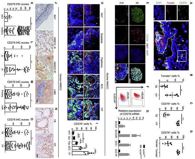 CD276 (B7-H3)：HNSCC免疫治疗的独特靶点 免疫疗法是一种新型的癌症临床治疗方法，目前已取得了很大的成功。然而，免疫检查点的相关 ...