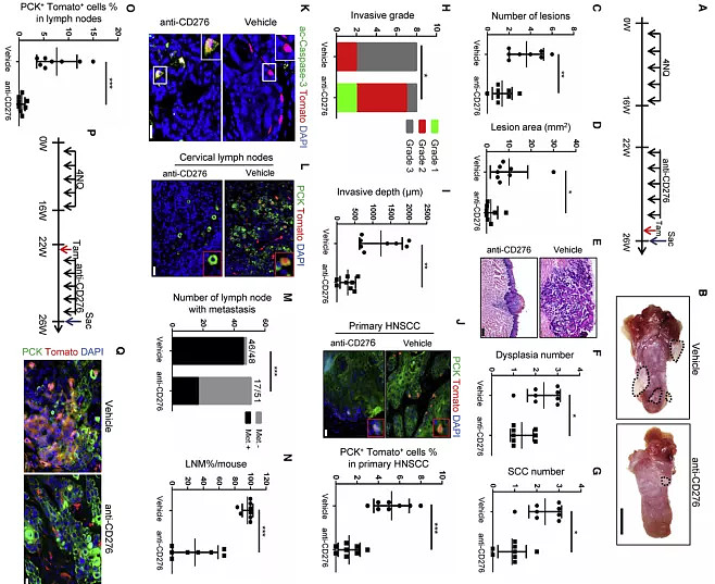 CD276 (B7-H3)：HNSCC免疫治疗的独特靶点 免疫疗法是一种新型的癌症临床治疗方法，目前已取得了很大的成功。然而，免疫检查点的相关 ...