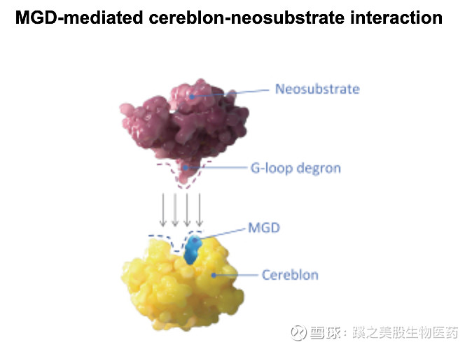 IPO早知道 | Monte Rosa Therapeutics：分子胶水型蛋白质降解公司... 作者：Wenjing 微信公众号：蹊之美股 ...