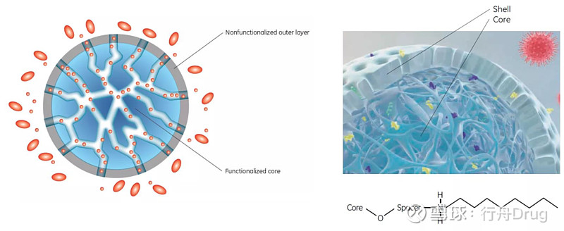 质粒纯化两步法详解 随着基因治疗/细胞治疗和 mRNA 药物的发展，质粒DNA得到了更广泛的应用。质粒DNA可以作为疫苗或治疗性药物单独使用 ...