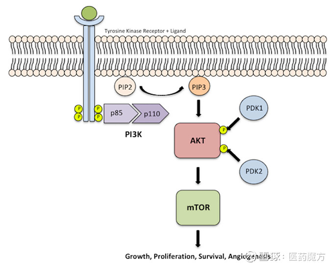 实力靶点PI3K：诸侯争霸，剑走奇峰 磷酯酰肌醇-3-激酶（phosphatidylinositol 3 kinase，PI3K）家族是一类 ...