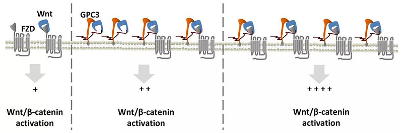 Self Renew专栏｜GPC3—罗氏屡败屡战的靶点 原文链接：网页链接6月16日，中外制药启动了关于codrituzumab的一项新的一期 ...