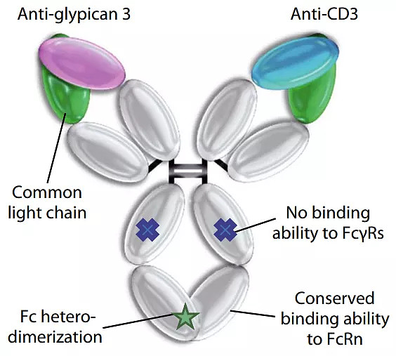 Self Renew专栏｜GPC3—罗氏屡败屡战的靶点 原文链接：网页链接6月16日，中外制药启动了关于codrituzumab的一项新的一期 ...
