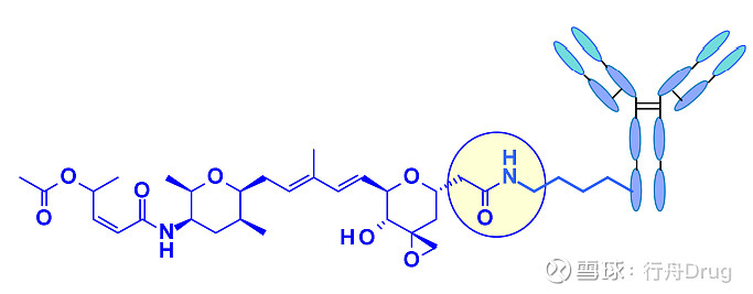 ADC有效载荷及研究进展详述 点击上方的 行舟Drug 添加关注前言 抗体偶联药物(ADC)是由靶向特异性抗原的单克隆抗体与小分子细胞毒性药物 ...