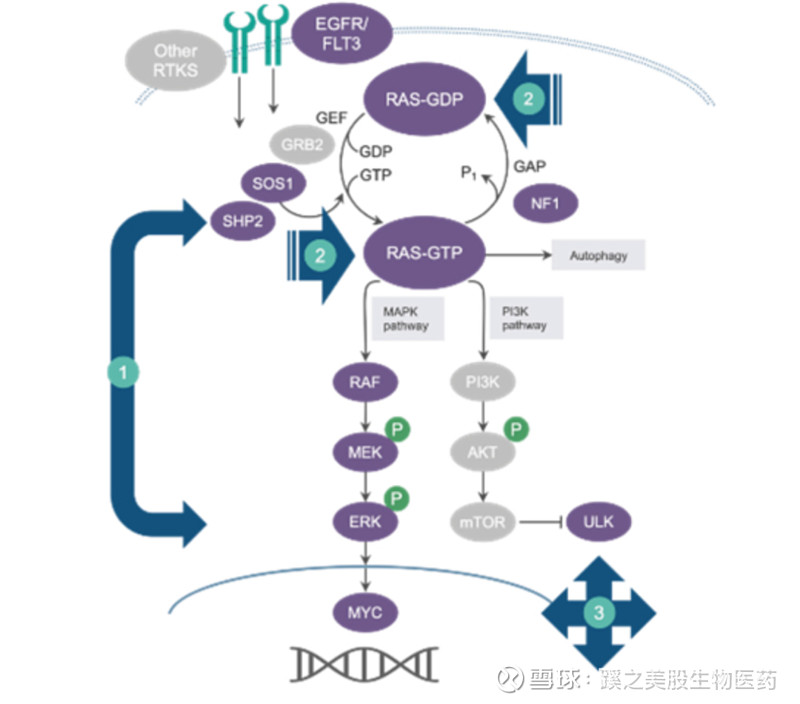 IPO早知道 | Erasca：RAS/MAPK通路肿瘤精准治疗公司申请IPO上市 作者：Wenjing 微信公众号：蹊之美股生物医药 ...