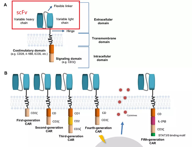 ScFv结构域对CAR-T功能和毒性的影响 原文链接免疫细胞检测和破坏癌细胞，是所有现代免疫疗法的基础，包括癌症疫苗、检查点阻断和过继免疫细胞 ...