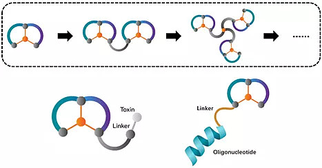 Self Renew专栏｜双环肽——比肩抗体，更进一步 原文链接7月13日，Bicycle Therapeutics 公司与Ionis ...