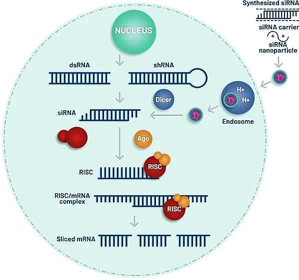 圣诺制药在港交所递交IPO申请，专注RNA疗法开发 香港证券交易所最新公示，圣诺制药（Sirnaomics）已递交IPO申请并获得受理。圣诺 ...