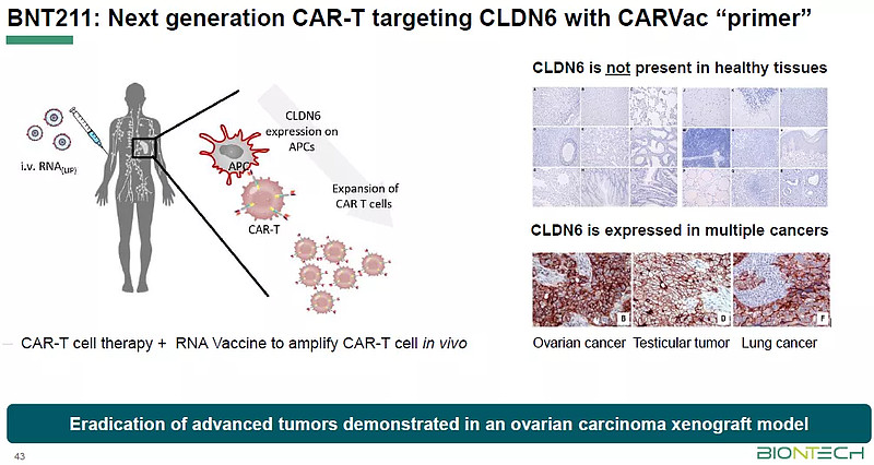 【深度研究2】Claudin 18.2靶点竞争格局和新机会：CAR-T、双抗、ADC、CARVac 原创 Armstrong 医药笔记 2020-11-26 Armstrong2016年 ...