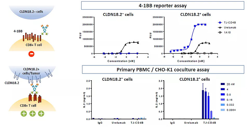 【深度研究2】Claudin 18.2靶点竞争格局和新机会：CAR-T、双抗、ADC、CARVac 原创 Armstrong 医药笔记 2020-11-26 Armstrong2016年 ...