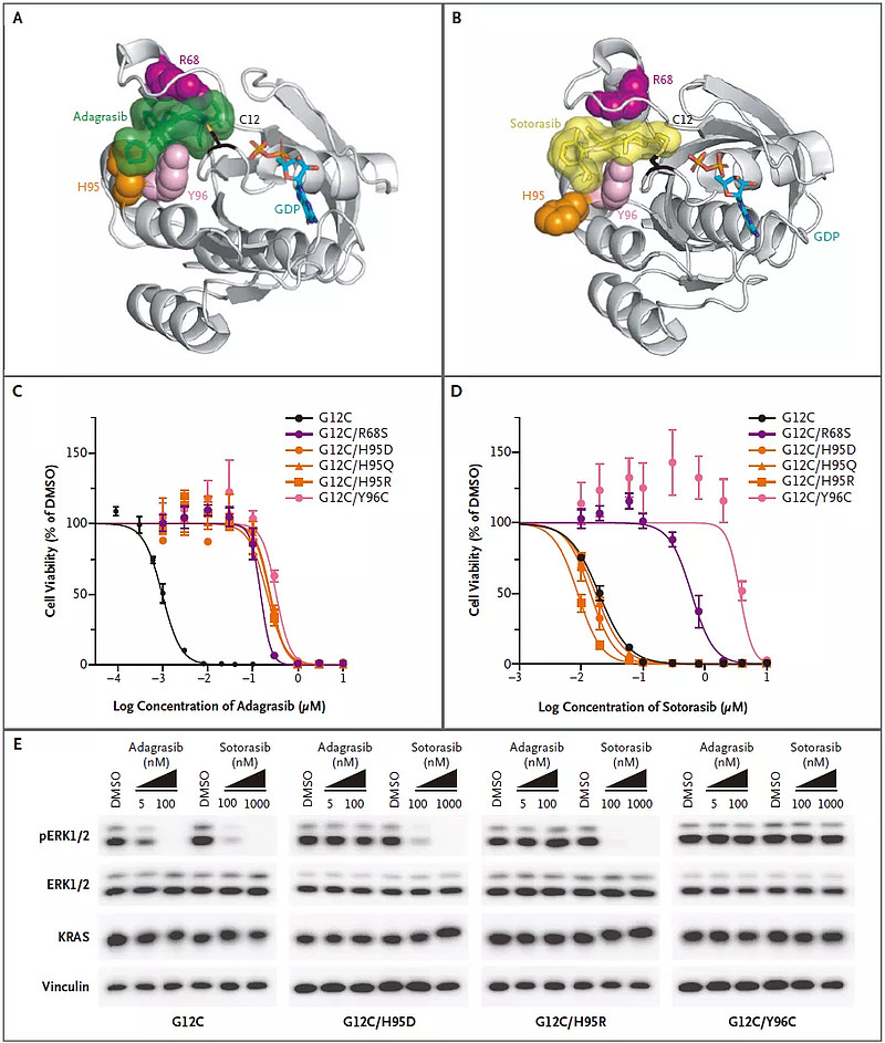 新型KRAS抑制剂tricomplex或有望破解KRAS-G12C耐药难题 原文链接KRAS突变是人类癌症中最常见的致癌突变之一，其突变主要 ...
