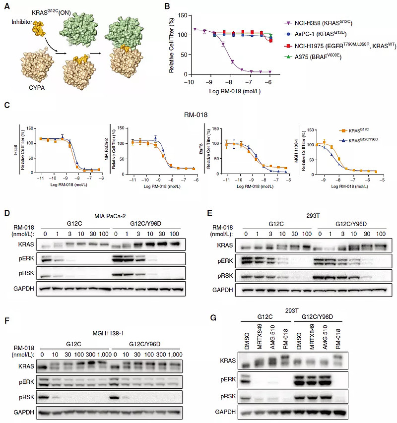 新型KRAS抑制剂tricomplex或有望破解KRAS-G12C耐药难题 原文链接KRAS突变是人类癌症中最常见的致癌突变之一，其突变主要 ...