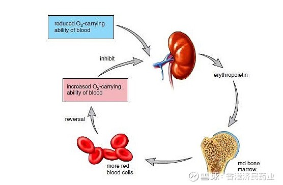 肾性贫血新药HIF-PH抑制剂Duvroq(达普司他)3期ASCEND研究成功 葛兰素史克 （GSK）近日公布了3期ASCEND项目5项临床 ...