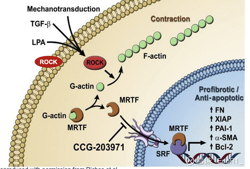 Kadmon：首款ROCK2抑制剂获批上市 $Kadmon Holdings(KDMN)$ $因塞特(INCY)$ 文章从公众号：薛定谔的 ...