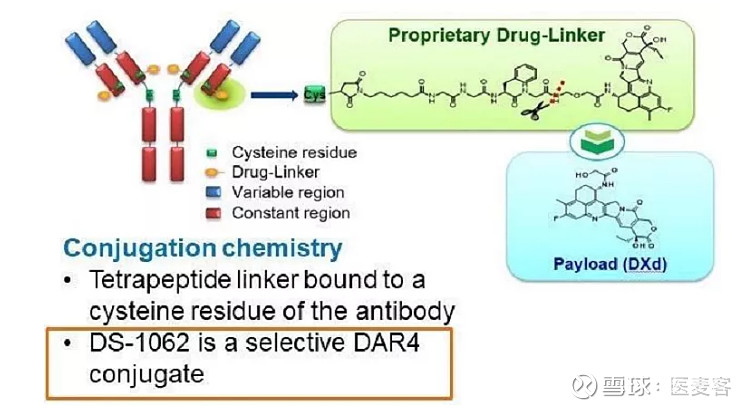 第一三共TROP2靶向ADC国内申报临床，赛道火热！丨医麦猛爆料 医麦客近期热门报道 ★深度观察：全球CRO巨头Charles River关于 ...
