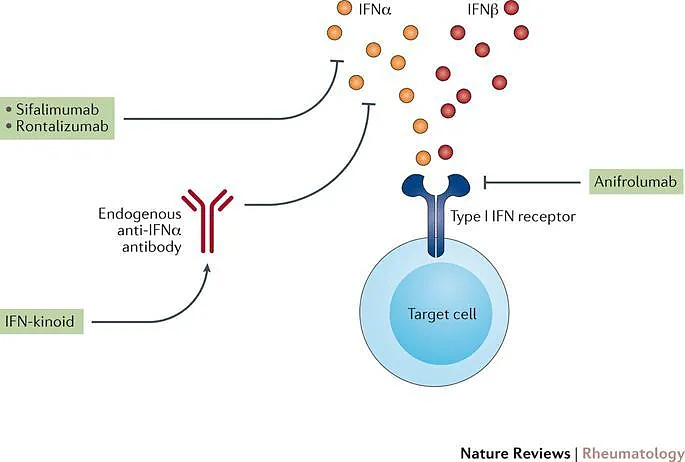 红斑狼疮新药再获突破！FDA批准阿斯利康first-in-class 抗体 8月2日， 阿斯利康 first-in-class I型干扰素拮抗 ...