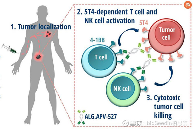 研究报告 | 5T4靶点在研现状 5T4靶点定义5T4，又称TPBG、Wnt 激活抑制因子 1 或 WAIF1，是一种由 TPBG 基因编码的人类蛋白质。... - 雪球