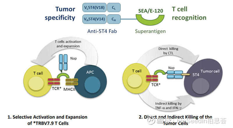 研究报告 | 5T4靶点在研现状 5T4靶点定义5T4，又称TPBG、Wnt 激活抑制因子 1 或 WAIF1，是一种由 TPBG 基因编码的 ...