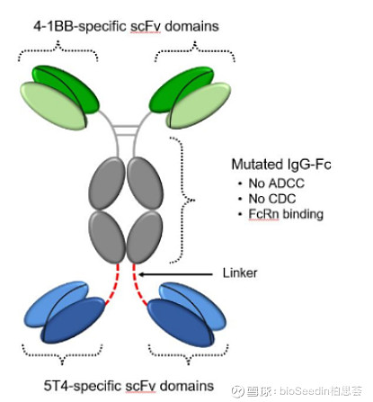 研究报告 | 5T4靶点在研现状 5T4靶点定义5T4，又称TPBG、Wnt 激活抑制因子 1 或 WAIF1，是一种由 TPBG 基因编码的 ...