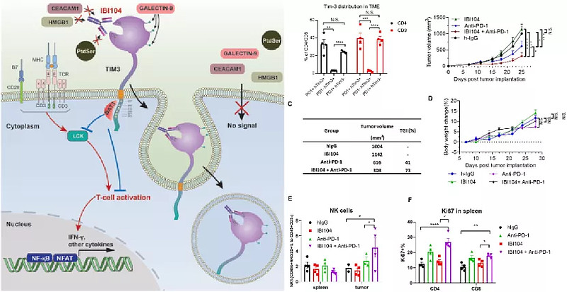 研究报告 | TIM-3靶点在研现状 TIM-3靶点介绍免疫检查点受体蛋白 TIM 3是I型膜蛋白，也称为甲型肝炎病毒细胞受体2（HAVCR2 ...