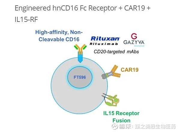 BioNews | Fate ：宣布FT516和FT596的积极中期临床数据，针对复发/难... 作者：林出 微信公众号：蹊之美股生物医药 ...