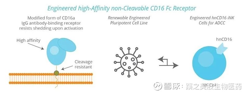 BioNews | Fate ：宣布FT516和FT596的积极中期临床数据，针对复发/难... 作者：林出 微信公众号：蹊之美股生物医药 ...