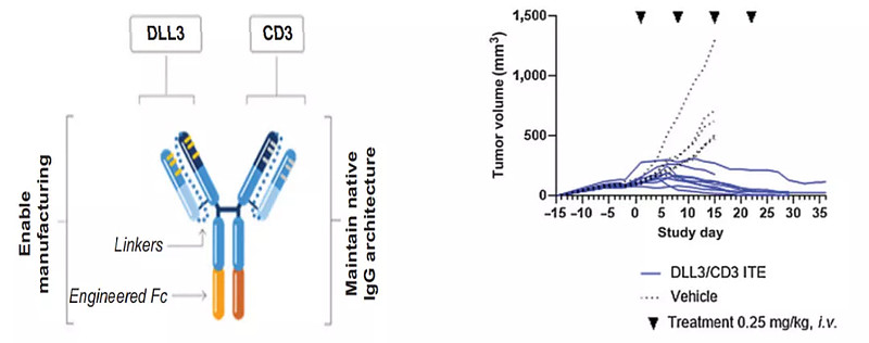 研究报告 | 靶向DLL3药物在研现状 DLL3靶点介绍DLL3是一种高度肿瘤选择性的细胞表面靶点，主要表达于神经或者神经内分泌肿瘤，包括小细胞肺癌（SCLC）... - 雪球