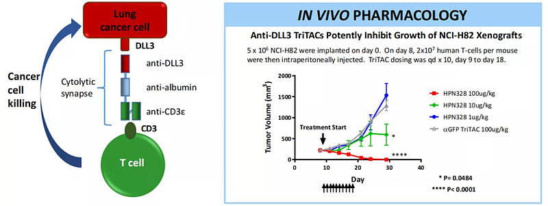 研究报告 | 靶向DLL3药物在研现状 DLL3靶点介绍DLL3是一种高度肿瘤选择性的细胞表面靶点，主要表达于神经或者神经内分泌肿瘤，包括小细胞肺癌（SCLC）... - 雪球