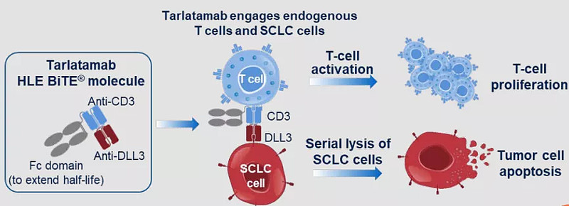 研究报告 | 靶向DLL3药物在研现状 DLL3靶点介绍DLL3是一种高度肿瘤选择性的细胞表面靶点，主要表达于神经或者神经内分泌肿瘤，包括小 ...