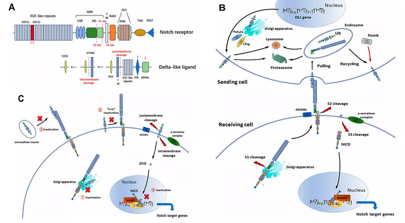 研究报告 | 靶向DLL3药物在研现状 DLL3靶点介绍DLL3是一种高度肿瘤选择性的细胞表面靶点，主要表达于神经或者神经内分泌肿瘤，包括小细胞肺癌（SCLC）... - 雪球