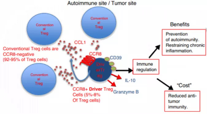 CCR8靶点抑制剂 | 特异性耗竭肿瘤组织Treg细胞， 下一代肿瘤免疫潜在重磅药 背景介绍目前,全球CCR8靶点临床管线仅一项，但近两年该靶点项目交易热度提升。2020年9月， 吉利 德从 ...