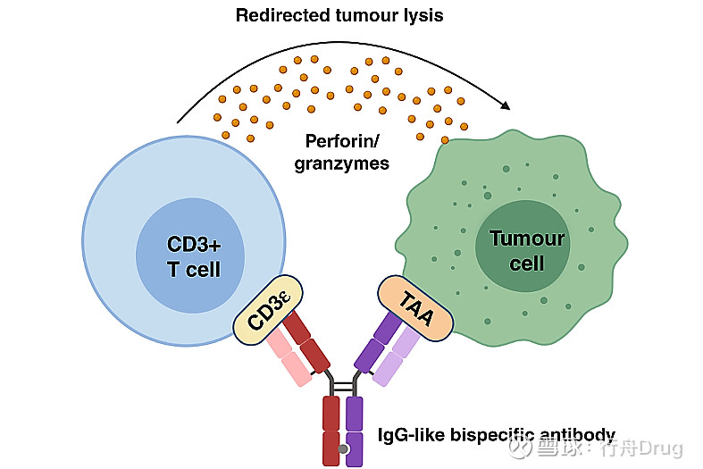 与CAR-T比美，CD3重导向双抗为免疫治疗带来新气象 点击上方的 行舟Drug 添加关注 2021年8月26日/医麦客新闻 eMedClub ...
