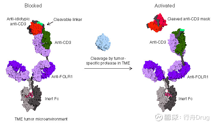 与CAR-T比美，CD3重导向双抗为免疫治疗带来新气象 点击上方的 行舟Drug 添加关注 2021年8月26日/医麦客新闻 eMedClub ...