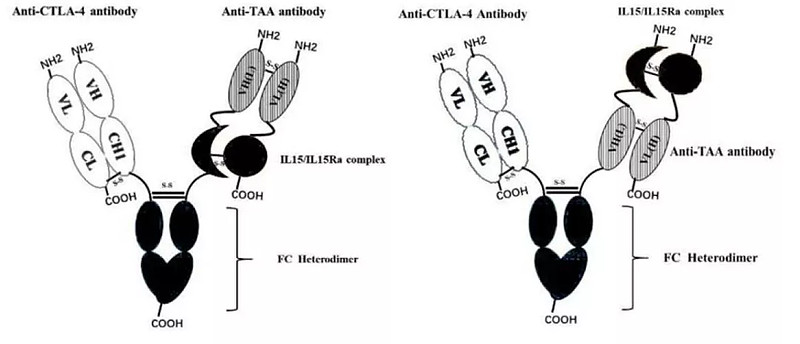 三抗技术梳理 本文转载自“医药笔记”微信公众号，作者：Armstrong2021年8月27日，启愈生物TAA/CTLA-4/IL-15... - 雪球
