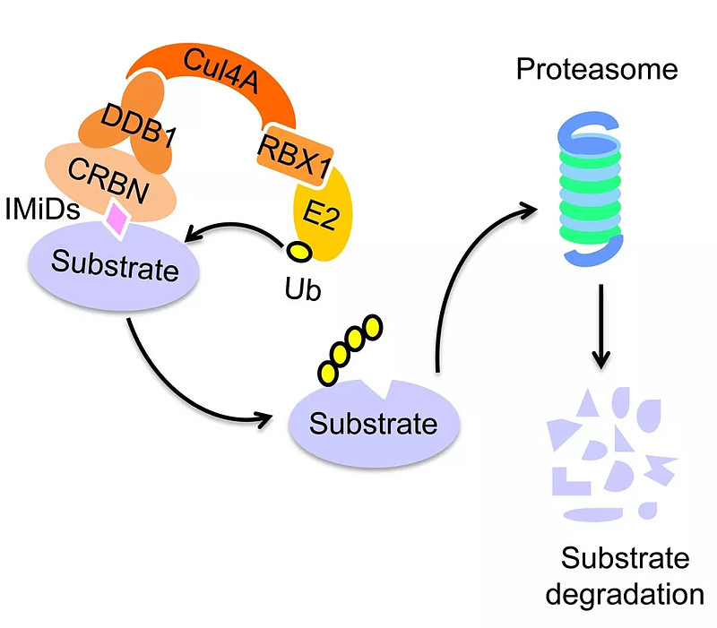 杰克说药丨分子胶——除PROTAC外另一靶向诱导蛋白降解的药物 撰文丨李杰，上海睿智的副总裁翻译丨涂潇，成都分迪药业1991年，中国科学家刘军 ...