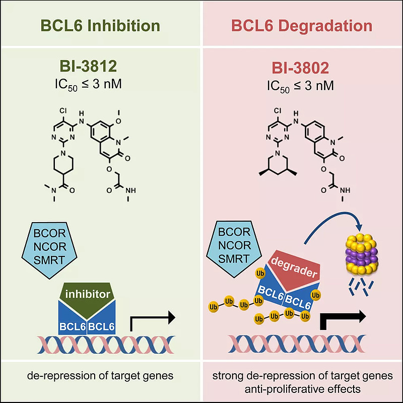 杰克说药丨分子胶——除PROTAC外另一靶向诱导蛋白降解的药物 撰文丨李杰，上海睿智的副总裁翻译丨涂潇，成都分迪药业1991年，中国科学家刘军 ...