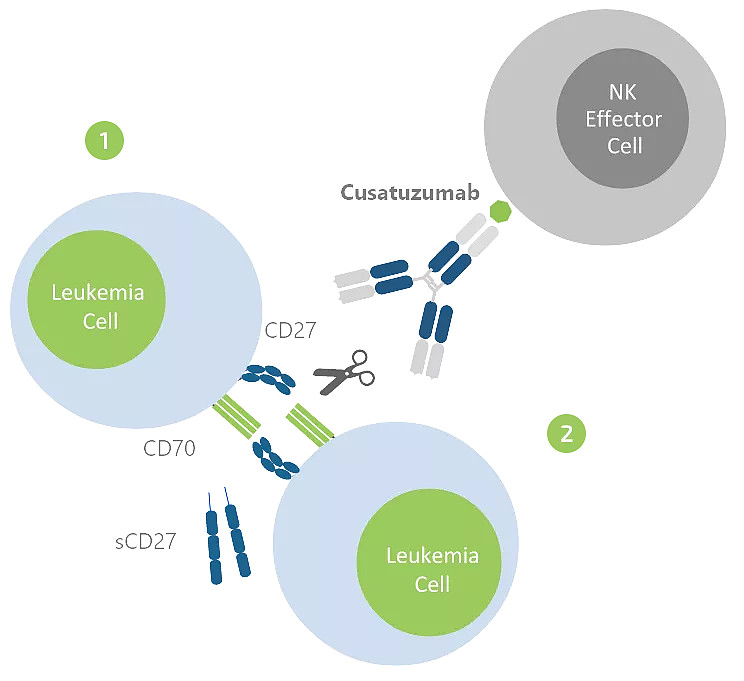 研究报告 | CD70靶点，又一TNFR超家族成员临床试验布局火热 CD70靶点简介CD70是一种属于肿瘤坏死因子家族的II型跨膜蛋白，主要 ...