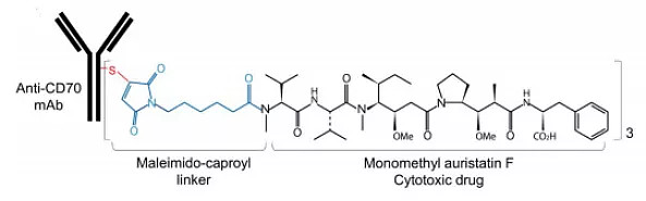 研究报告 | CD70靶点，又一TNFR超家族成员临床试验布局火热 CD70靶点简介CD70是一种属于肿瘤坏死因子家族的II型跨膜蛋白，主要 ...