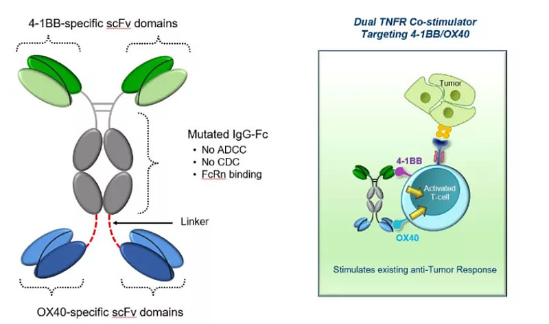 研究报告|靶向4-1BB药物在研现状 4-1BB靶点介绍4-1BB又名CD137，是一种激活型免疫检查点分子，其相对分子质量约30000，由细胞外区、跨膜区和... - 雪球
