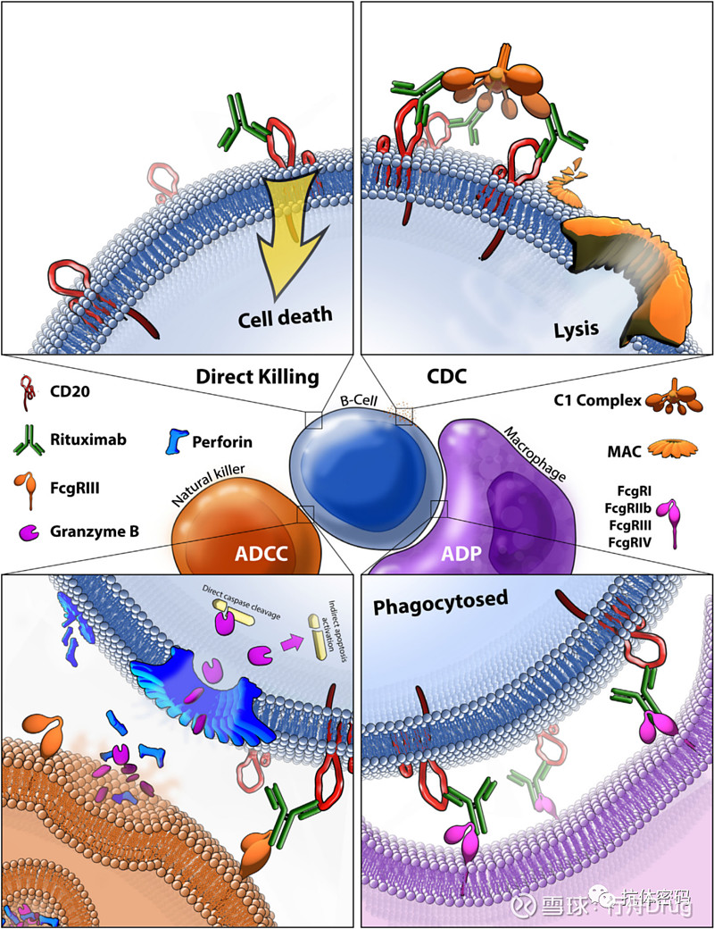 CD20 X CD3双特异抗体格局 近日， Genmab 和艾伯维宣布其靶向CD20xCD3的双特异抗体epcoritamab（GEN3013）在开放标签、... - 雪球