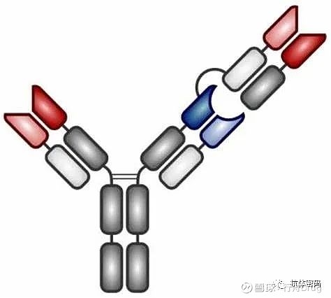 CD20 X CD3双特异抗体格局 近日， Genmab 和艾伯维宣布其靶向CD20xCD3的双特异抗体epcoritamab（GEN3013 ...