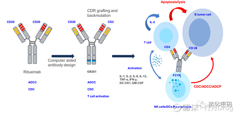 CD20 X CD3双特异抗体格局 近日， Genmab 和艾伯维宣布其靶向CD20xCD3的双特异抗体epcoritamab（GEN3013）在开放标签、... - 雪球